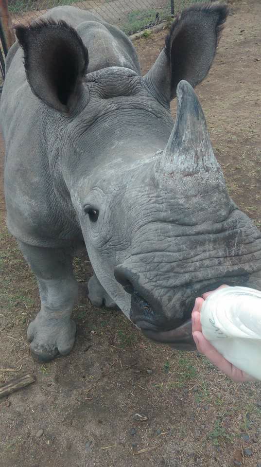UK Vet Student Raises £1,200 for Chipembere Rhino Foundation ...